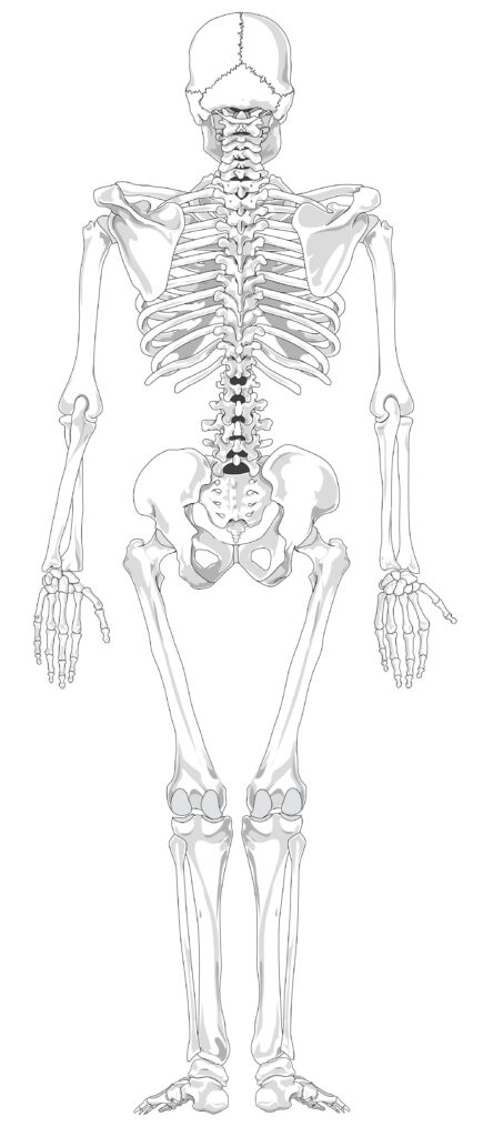 Unlocking the Secrets of the Human Skeleton Blank - Premium Printable
